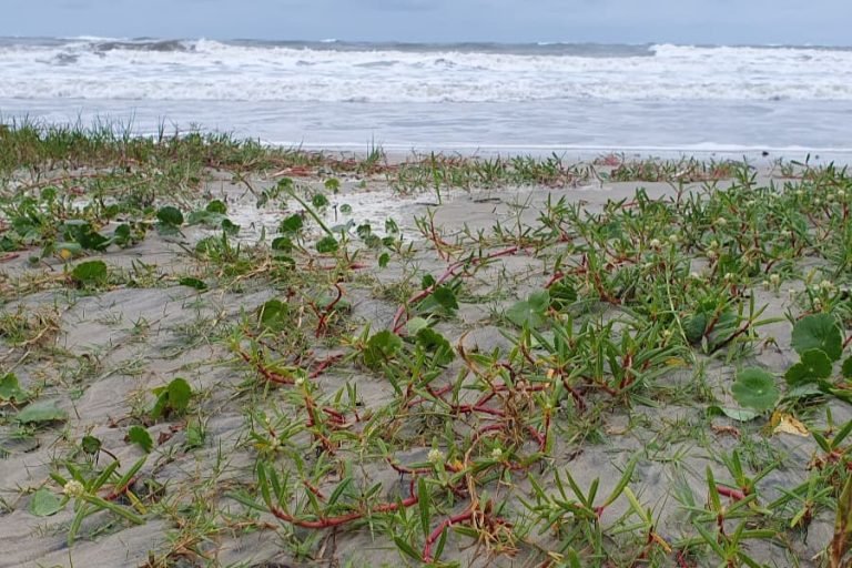 Verstehen Sie die Bedeutung von Restinga für den Erhalt der ...