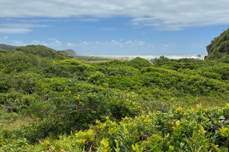 Entenda a importância da restinga para a preservação da biodiversidade ...